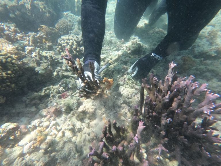 Invasive corals found in Kāneʻohe Bay – He'eia NERR